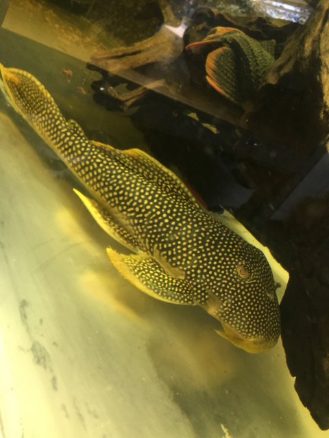FTS | Pleco l25 l24 l14 l600 | $150 | 90701 | Pickup ...
