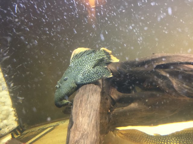 FTS | Pleco l25 l24 l14 l600 | $150 | 90701 | Pickup ...