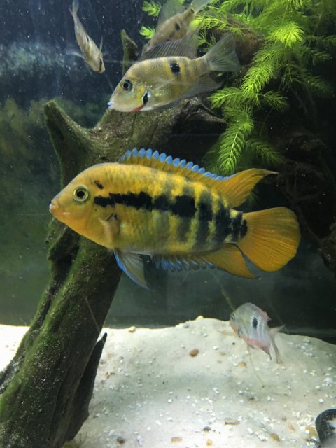Cupid Cichlid