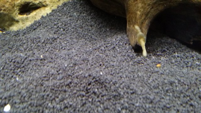 Weird shaped poop, never seen this before.. | MonsterFishKeepers.com