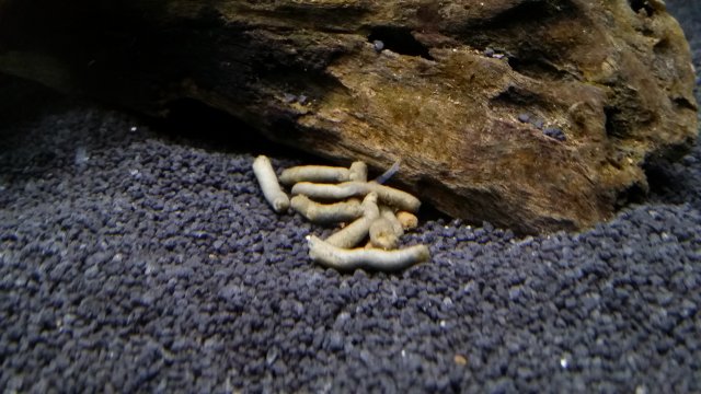 Weird shaped poop, never seen this before.. | MonsterFishKeepers.com