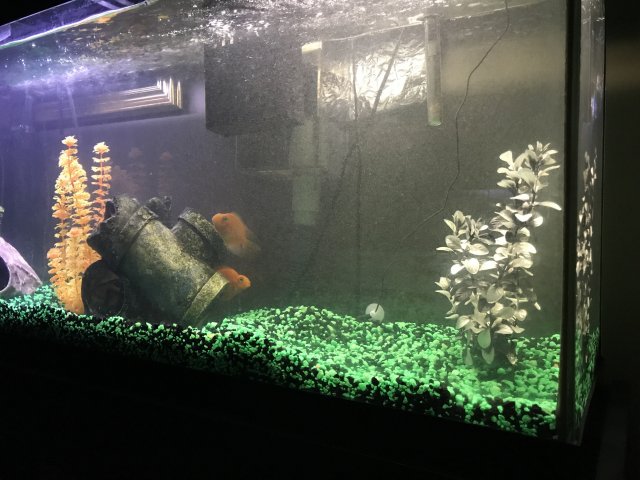 Particles In My Fish Tank? | MonsterFishKeepers.com
