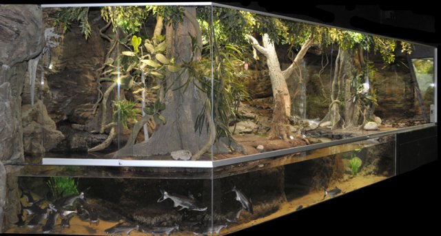 Reticulated python and monster fish? | MonsterFishKeepers.com