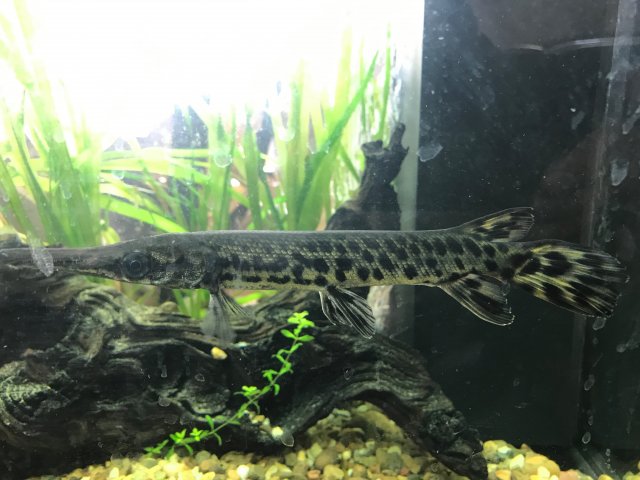 ID this juvenile Gar | MonsterFishKeepers.com