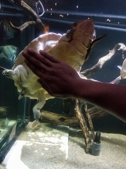 Mata Mata Turtle Eating