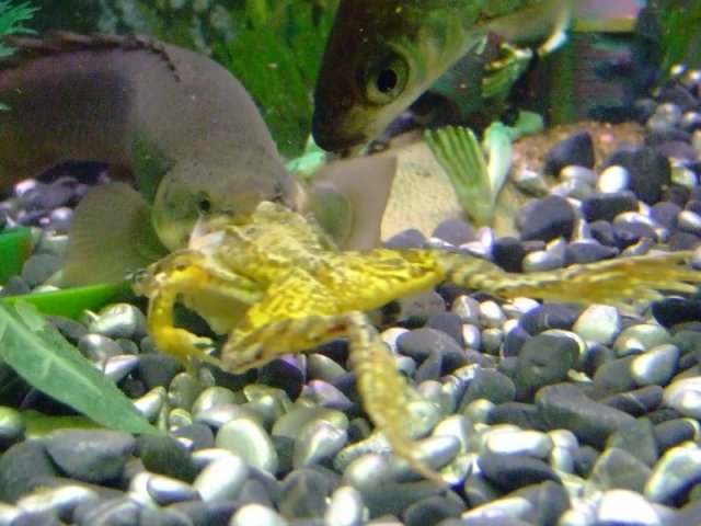 ** Poly Bite (warning graphic images) ** | MonsterFishKeepers.com