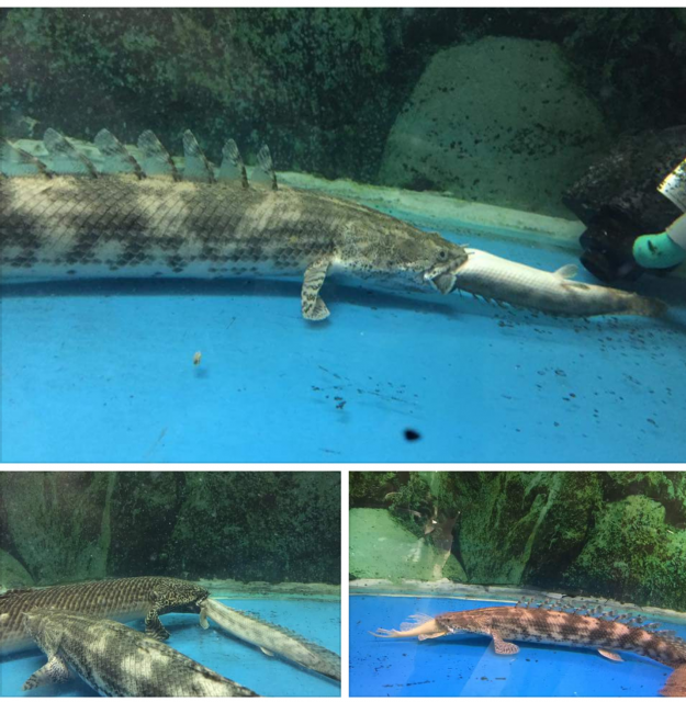 ** Poly Bite (warning graphic images) ** | MonsterFishKeepers.com