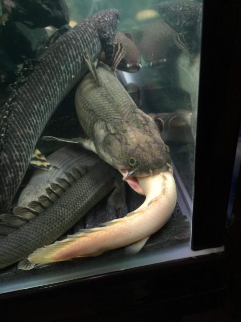 ** Poly Bite (warning graphic images) ** | MonsterFishKeepers.com