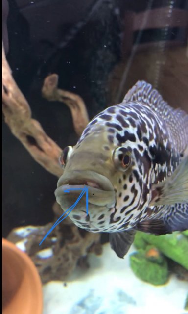 Jaguar Cichlid Teeth