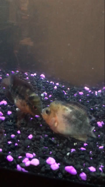 Why Are My Fish Locking Lips | Lipstutorial.org