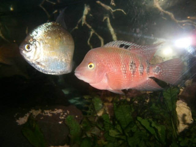 My old Super Red Monkey female. | MonsterFishKeepers.com