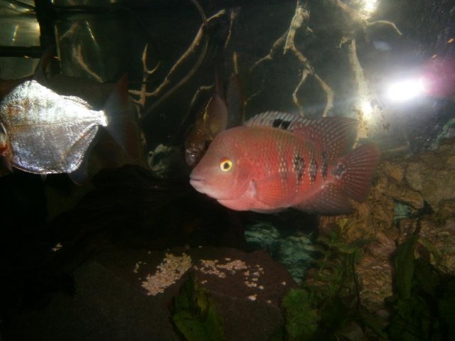 My old Super Red Monkey female. | MonsterFishKeepers.com