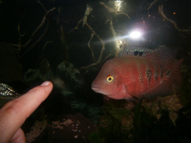 My old Super Red Monkey female. | MonsterFishKeepers.com