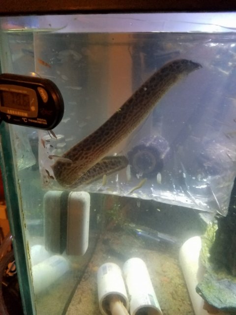 Tire Track Eel