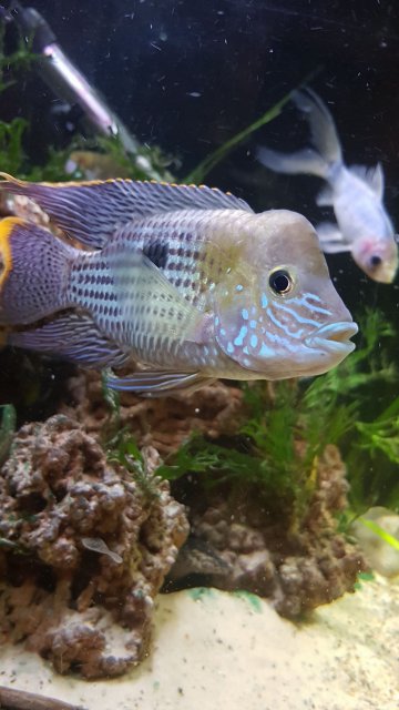 POST PICTURES AMERICAN CICHLIDS | MonsterFishKeepers.com