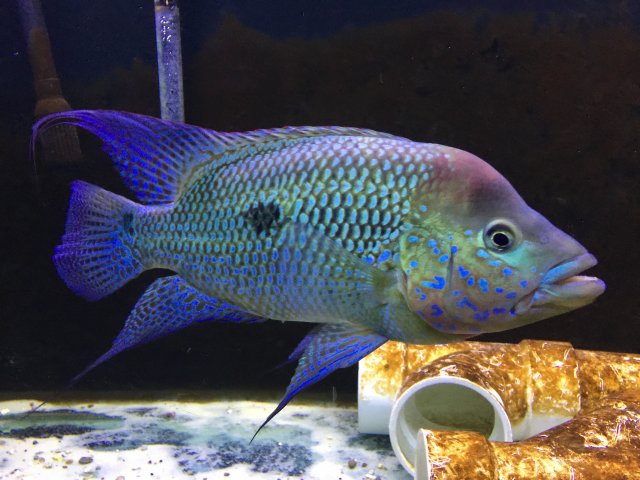 Umbee Cichlid
