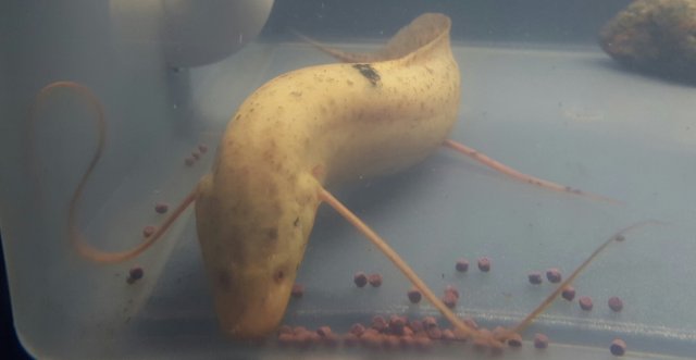 Fish Coloration Terms & Definitions | MonsterFishKeepers.com