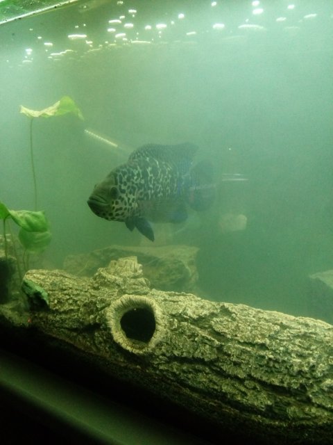 Jaguar Cichlid Teeth