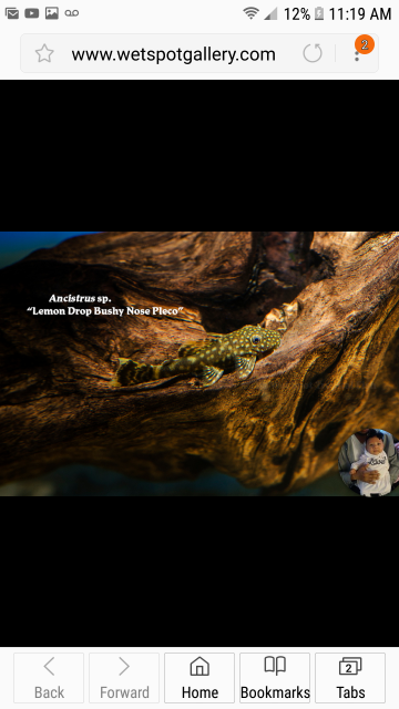 Wetspot Lemon Drop Bristlenose Plecos | MonsterFishKeepers.com