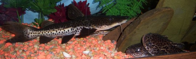 jaguar catfish | MonsterFishKeepers.com