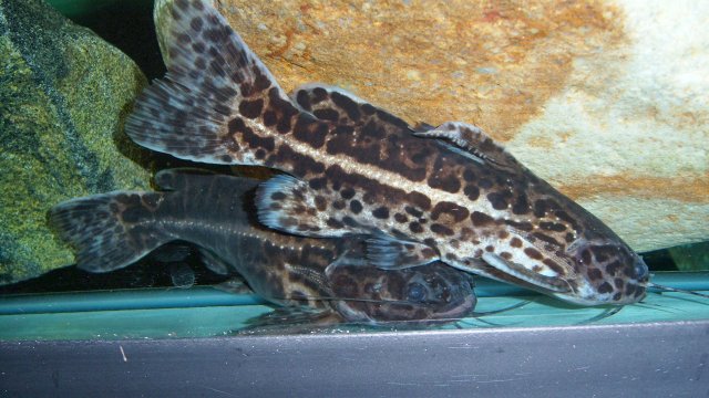 jaguar catfish | MonsterFishKeepers.com