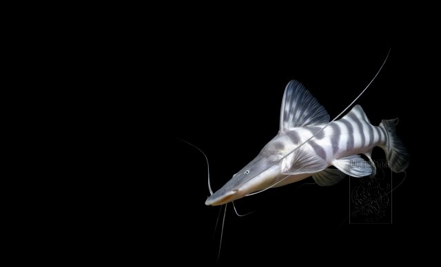 Merodontotus tigrinus | MonsterFishKeepers.com