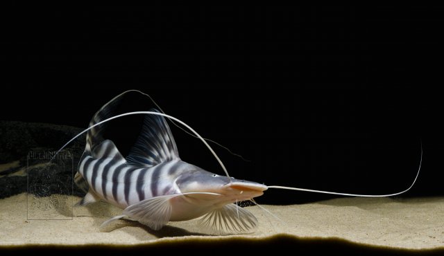 Merodontotus tigrinus | MonsterFishKeepers.com