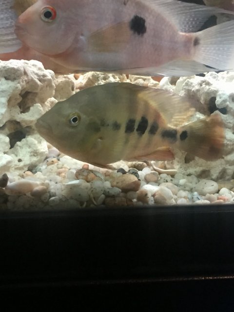 A.Citrinellus & A.Chancho Cichlids for sale. | MonsterFishKeepers.com