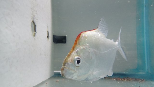 Serrasalmus Geryi! | MonsterFishKeepers.com