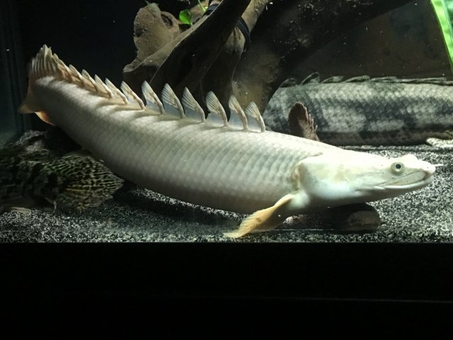 CB Congicus turn 1. Update | MonsterFishKeepers.com