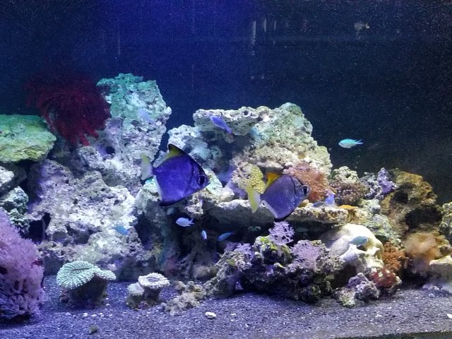 Brackish mono fish in a Marine saltwater aquarium | MonsterFishKeepers.com