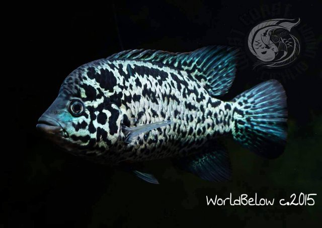 Nandopsis Tetracanthus