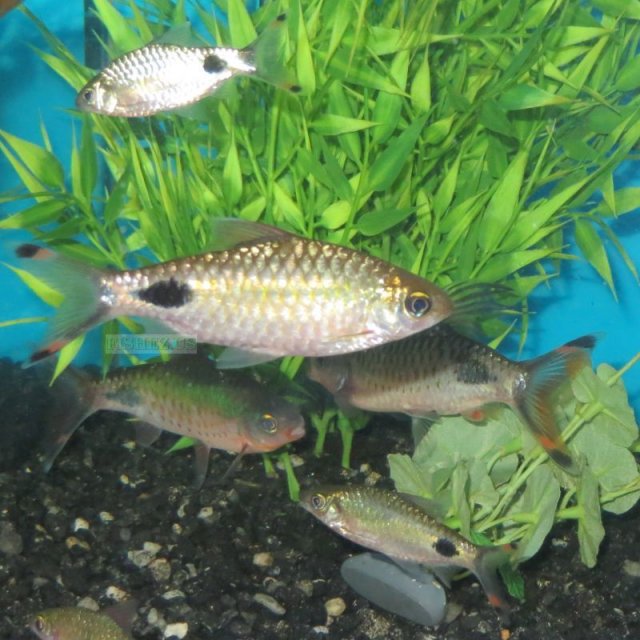 FS | Lot of 13, 2.5" Filament aka Black Spot Barbs | $65.00 | Yorba ...