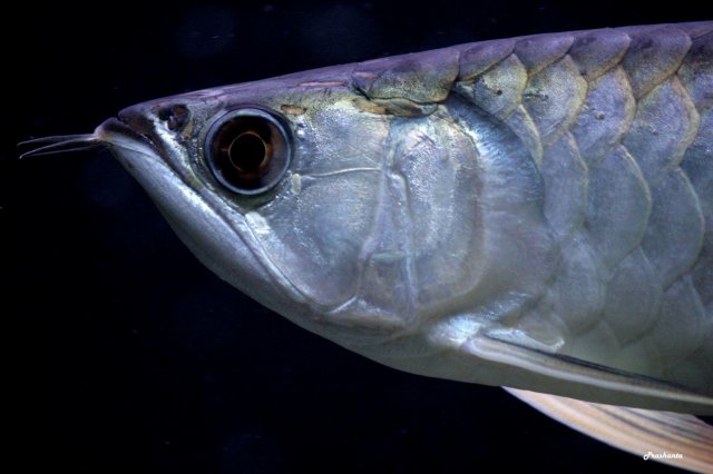 My Arowana tank | MonsterFishKeepers.com