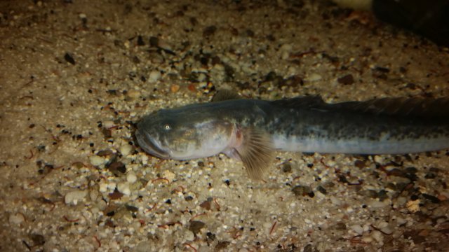 Violet Goby