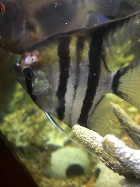 Angel fish help sick | MonsterFishKeepers.com