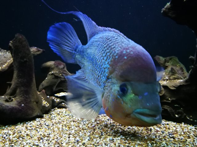Identify this Umbee?? | MonsterFishKeepers.com
