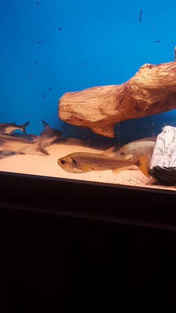 Red tail payara | MonsterFishKeepers.com