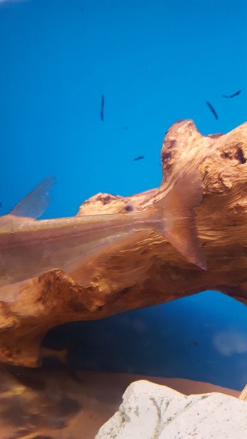 Red tail payara | MonsterFishKeepers.com