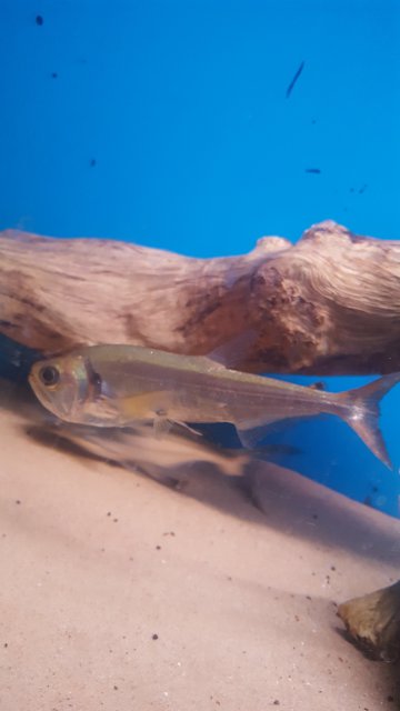 Red tail payara | MonsterFishKeepers.com