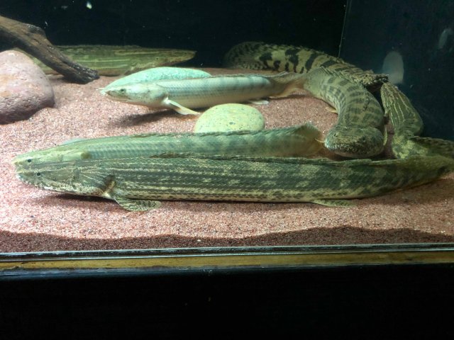 FS | Wild Caught Guinean Bichirs | $300 | Westminster, CA | Picking ...