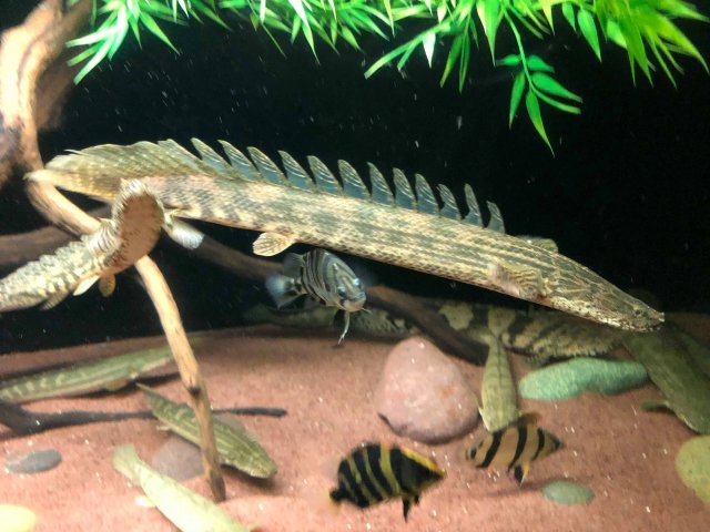 FS | Wild Caught Guinean Bichirs | $300 | Westminster, CA | Picking ...