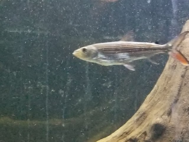 FS | Vatf,synspiliums,afro | $125. | Gardner ma. | Picking-Shipping ...