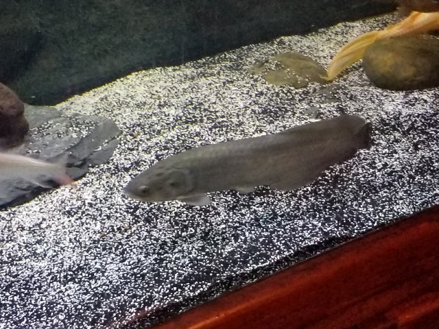 FS | Vatf,synspiliums,afro | $125. | Gardner ma. | Picking-Shipping ...