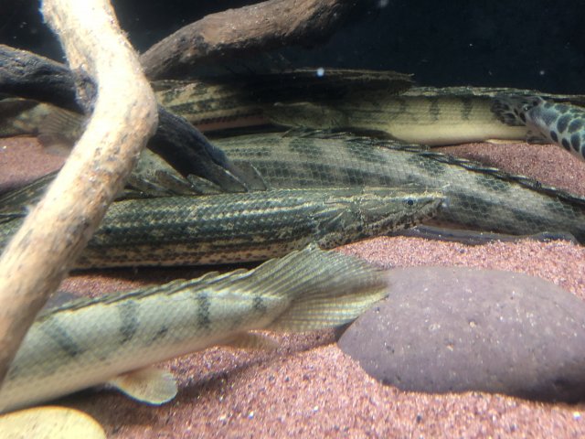 FS | Wild Caught Guinean Bichirs | $300 | Westminster, CA | Picking ...