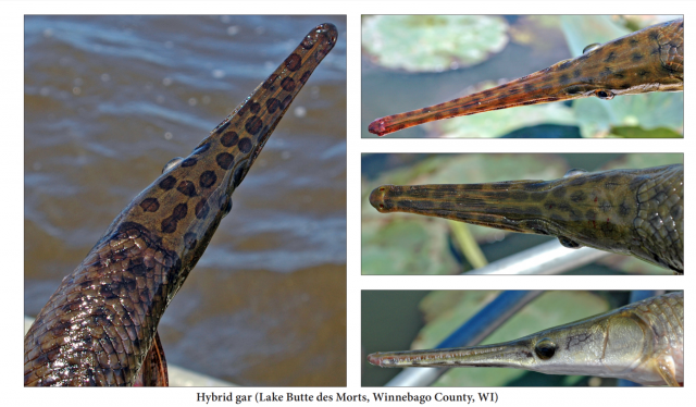 How to tell if you have a Spotted or Florida Gar | MonsterFishKeepers.com