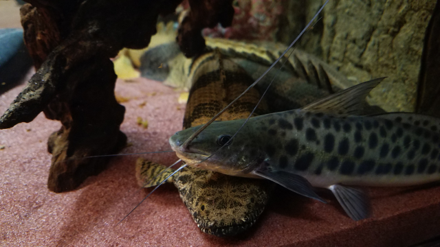 Vulture catfish | MonsterFishKeepers.com