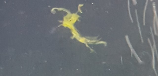 Stingray green poo?? | MonsterFishKeepers.com