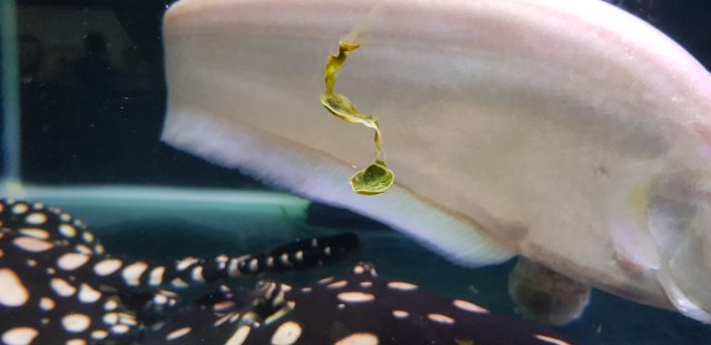 Stingray green poo?? | MonsterFishKeepers.com