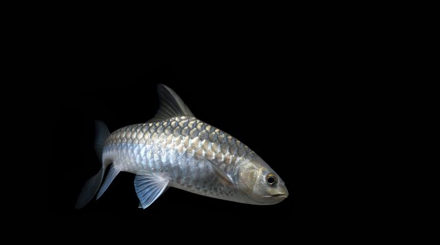 Neolissochilus cf. Stracheyi | MonsterFishKeepers.com